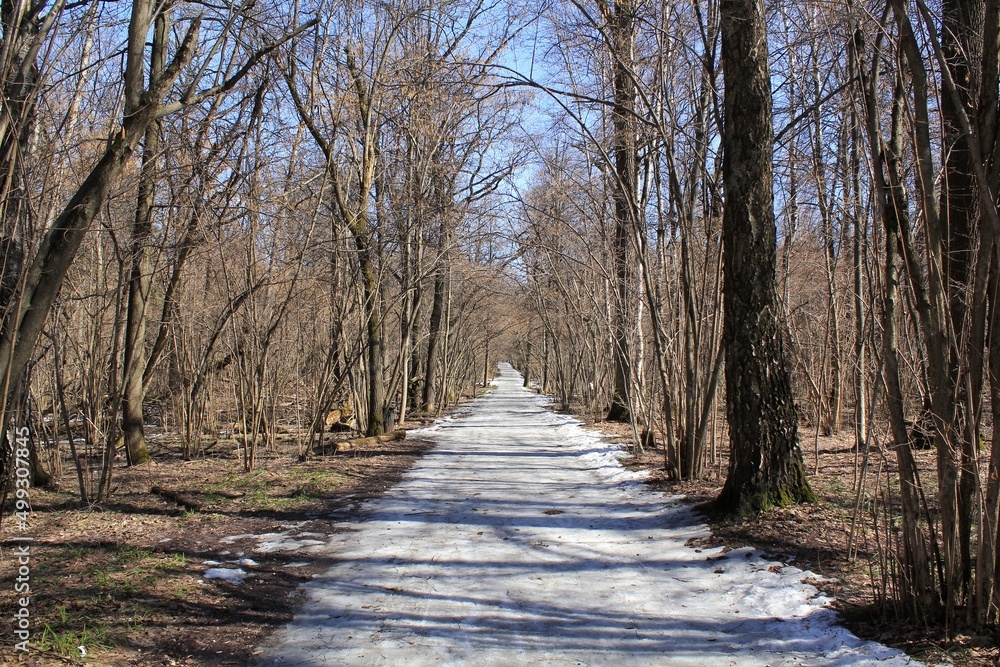 Early spring in forest at sunny weather with snow environmental ...