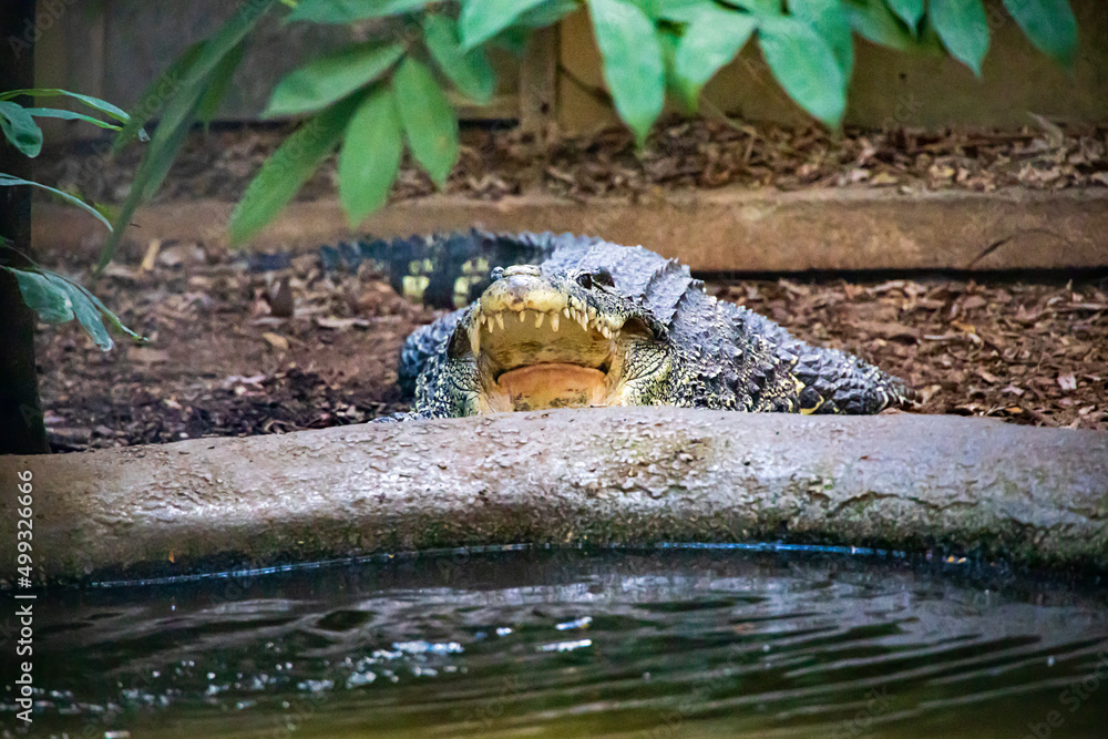 Closeup of an alligator with his mouth open at a zoo Stock Photo ...