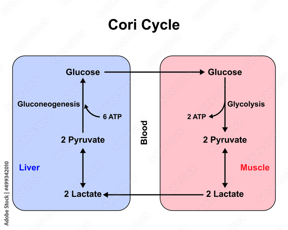 Vetor de Schematic Diagram of Cori Cycle. Recycling Pathways Between ...