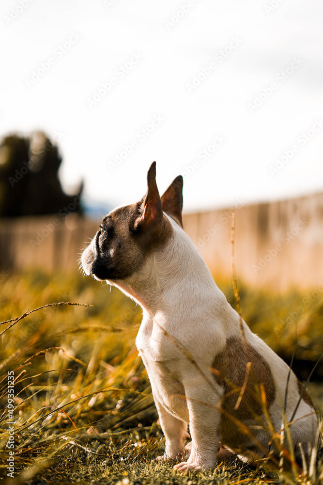 Bulldog Francés en naturaleza, Frenchie blanco con café Pied, French ...