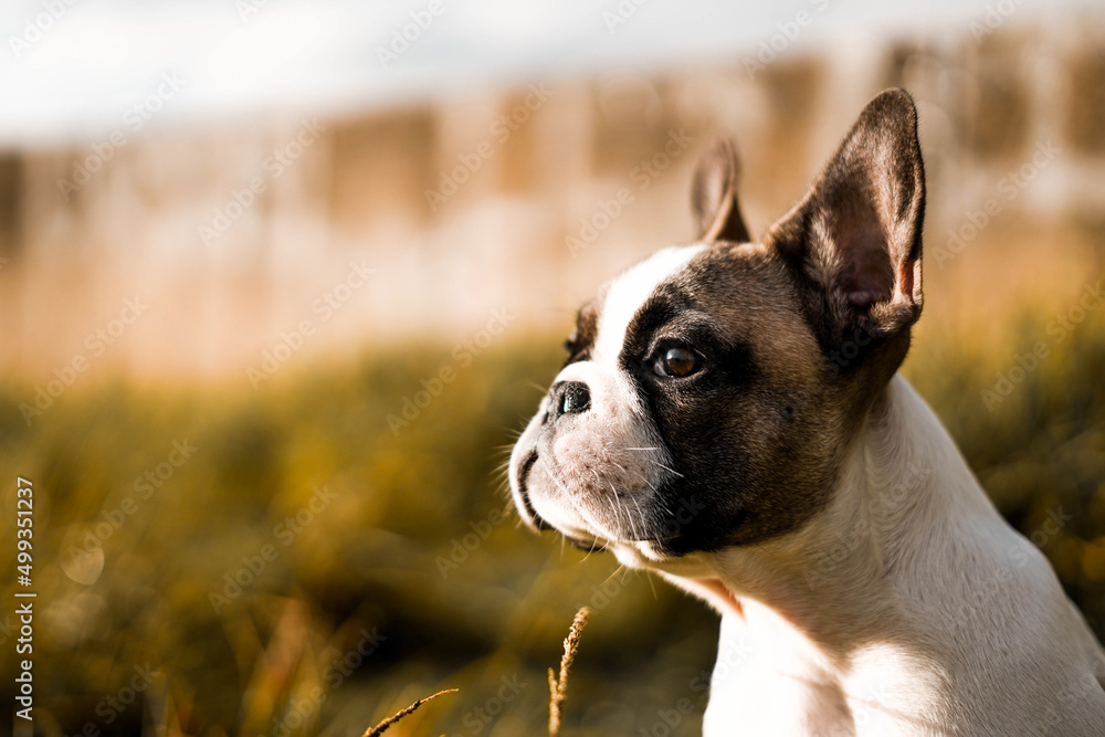 Bulldog Francés en naturaleza, Frenchie blanco con café Pied, French ...