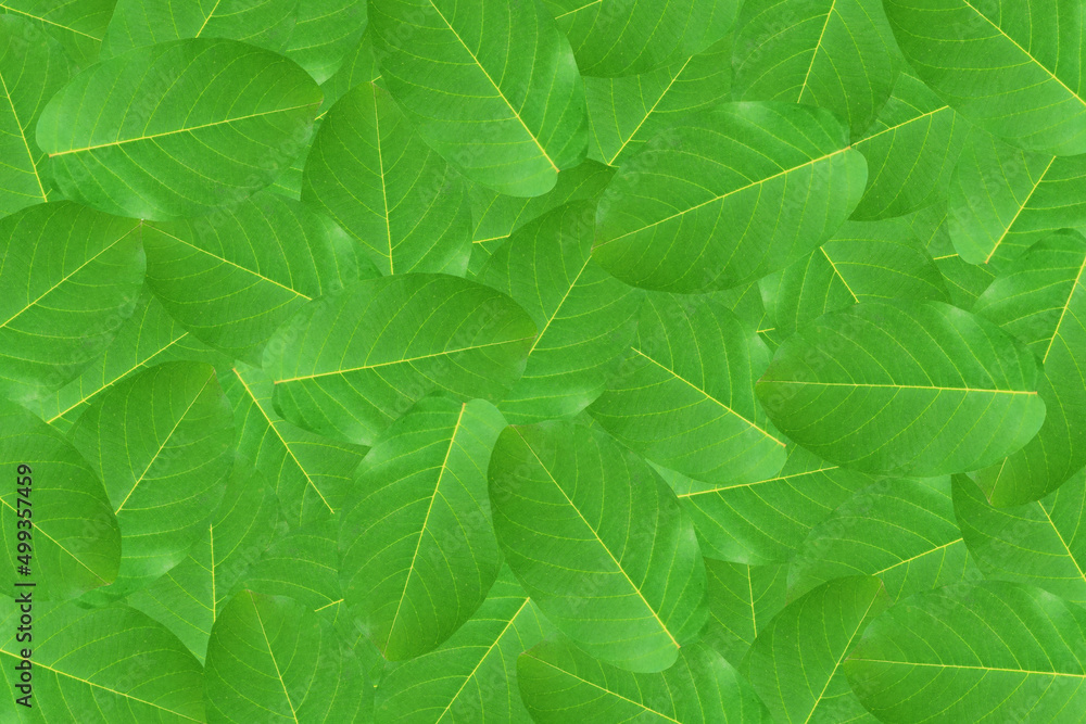 Leaves background. Seamless leaves pattern Stock Illustration | Adobe Stock