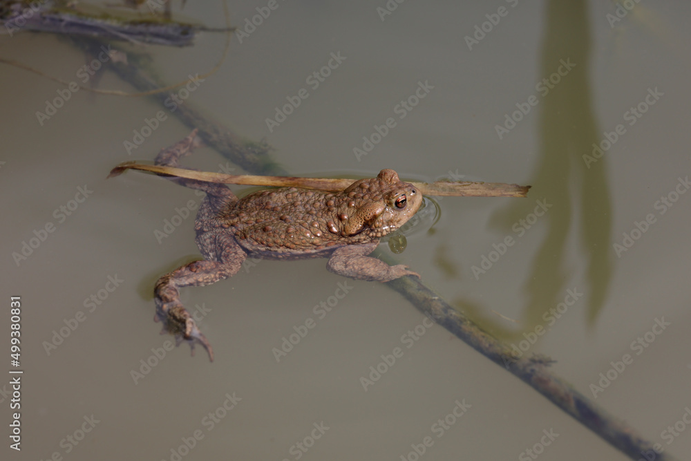 Toad in the breeding season in a pond Stock Photo | Adobe Stock