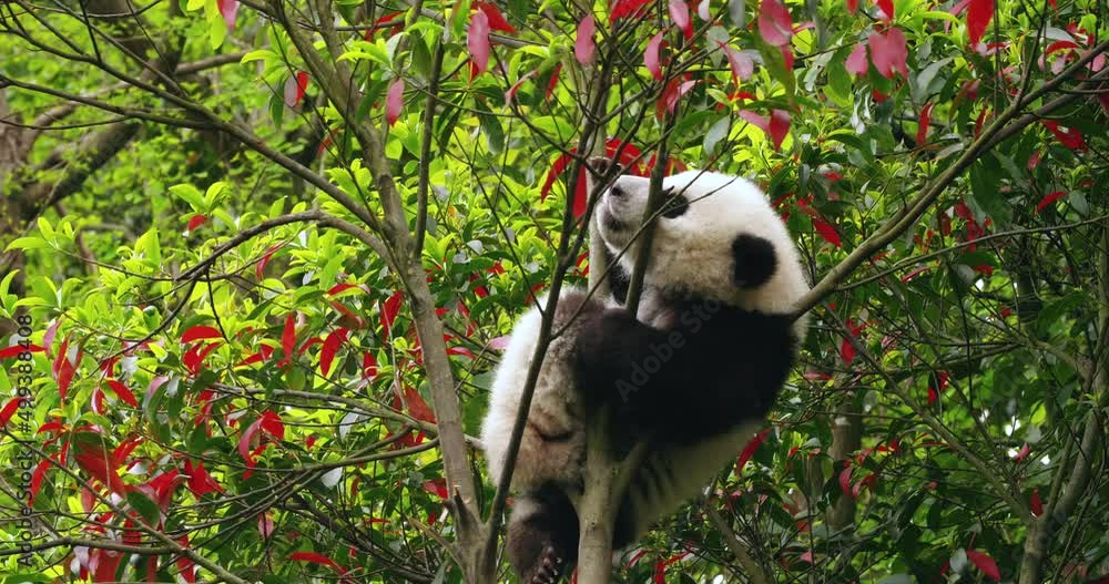 One lovely giant panda cub playing in the tree at Sichuan China ...