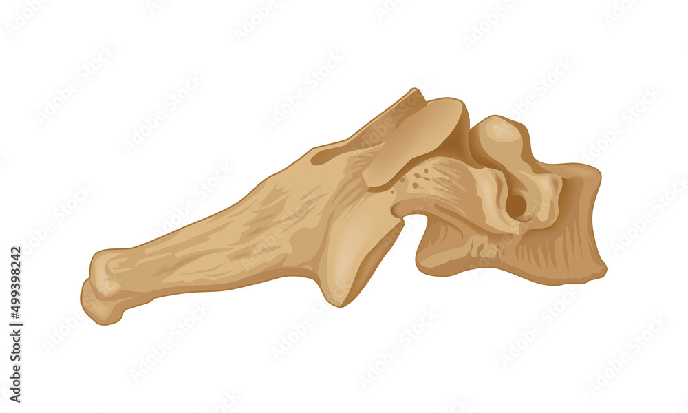 Sixth cervical vertebra. Right side view. Human anatomy atlas Stock ...