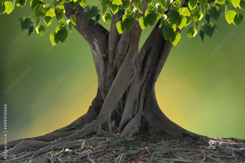 Ficus religiosa tree on nature background with clipping path. Stock ...