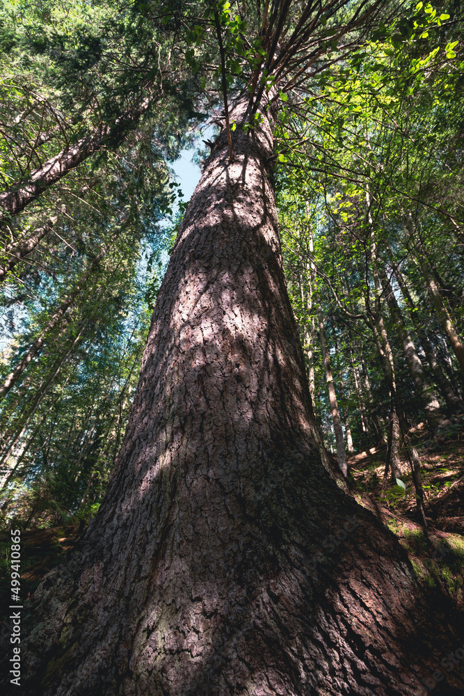 Landscape of large trees in forest. View of thick main stem of a tree ...