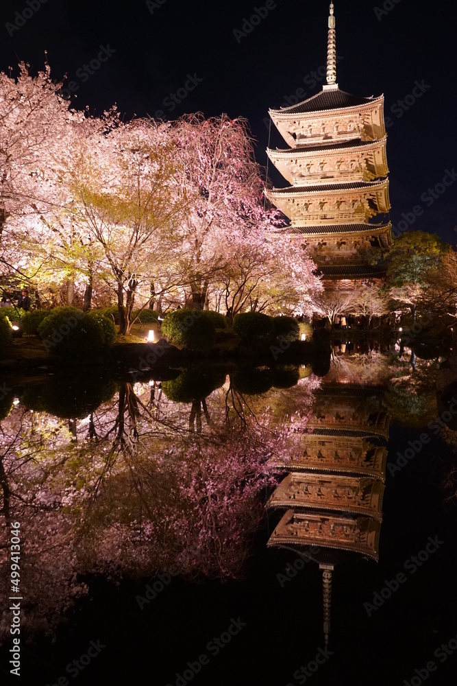 Night View, Five-story pagoda of Toji Temple and Sakura, Cherry Blossom ...
