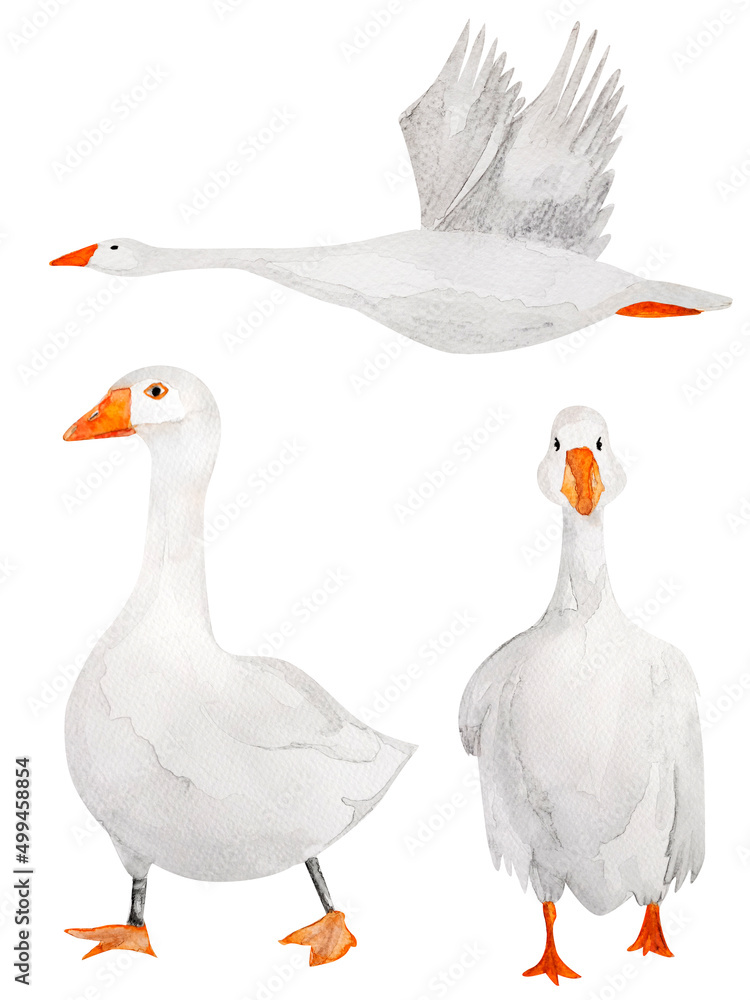 Geese watercolor elements set. Template for decorating designs and ...