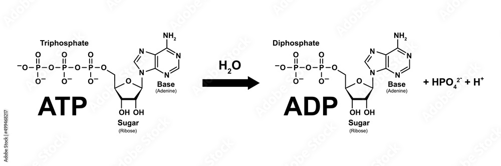 Vetor de Chemical Illustration of Adenosine Triphosphate Molecule Hydrolysis. ATP to ADP. Vector ...
