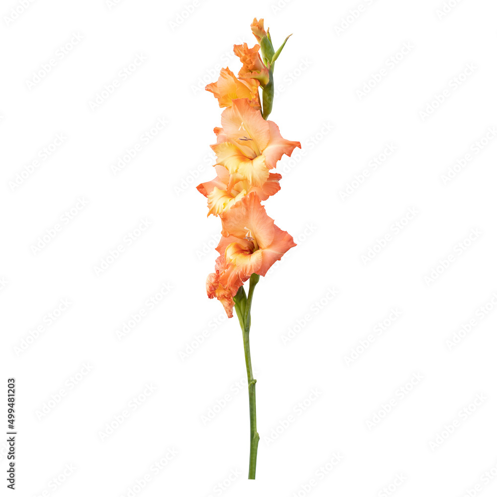 Orange Gladiolus Flower