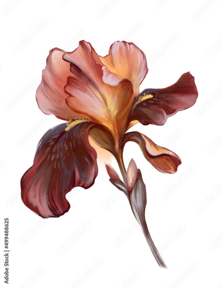 Beautiful iris flower on a stem. Isolated on white background. Digital ...