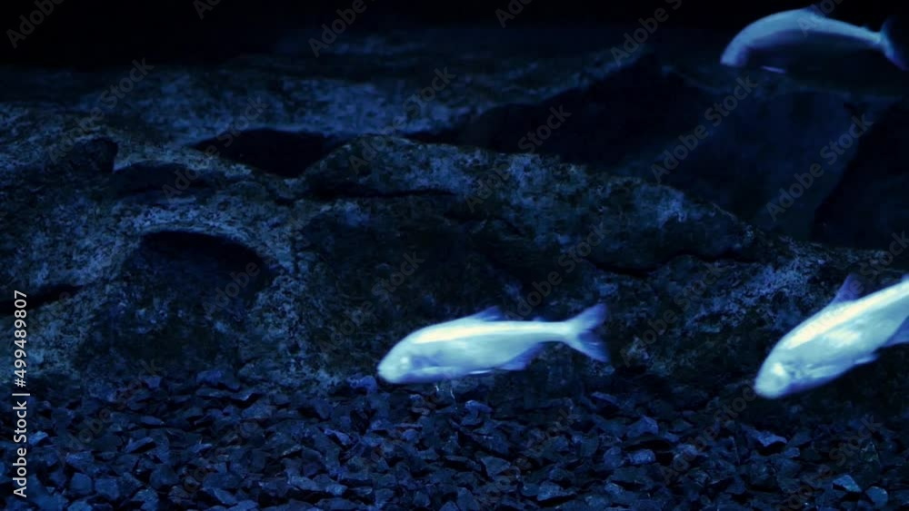 Blind cave fish (Astyanax mexicanus) in an underwater cave-like ...