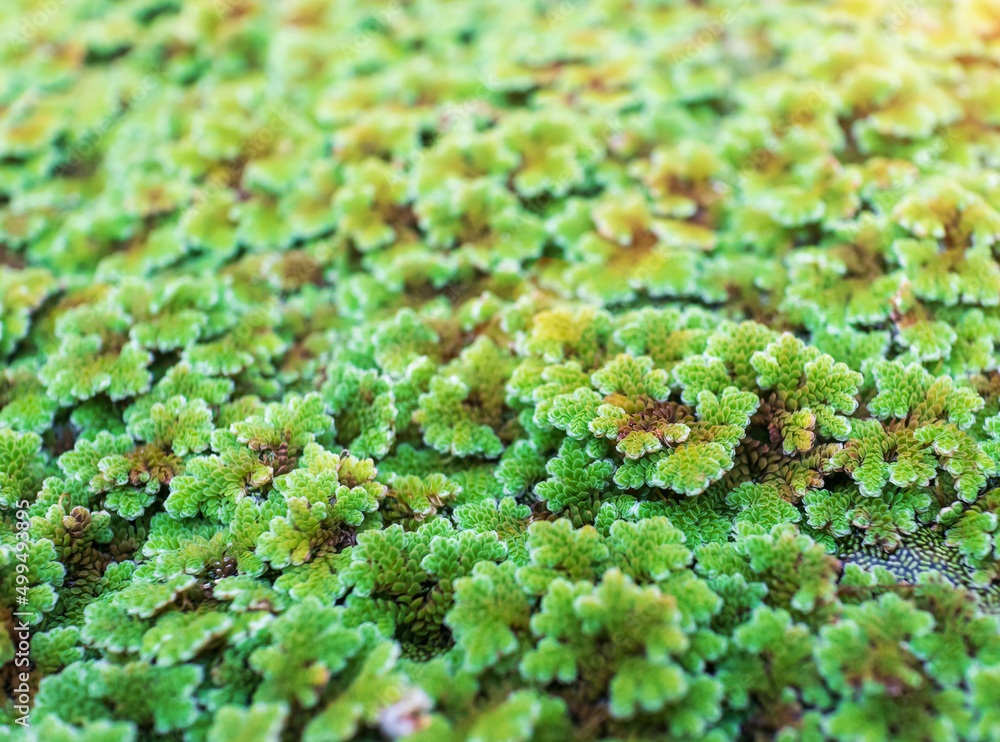 green floating Azolla Pinnata or Azolla microphylla at organic farm ...