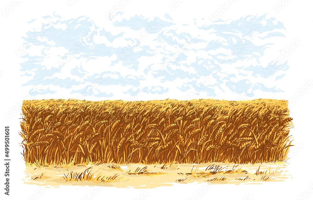 field hand drawing sketch engraving illustration style Stock Vector ...