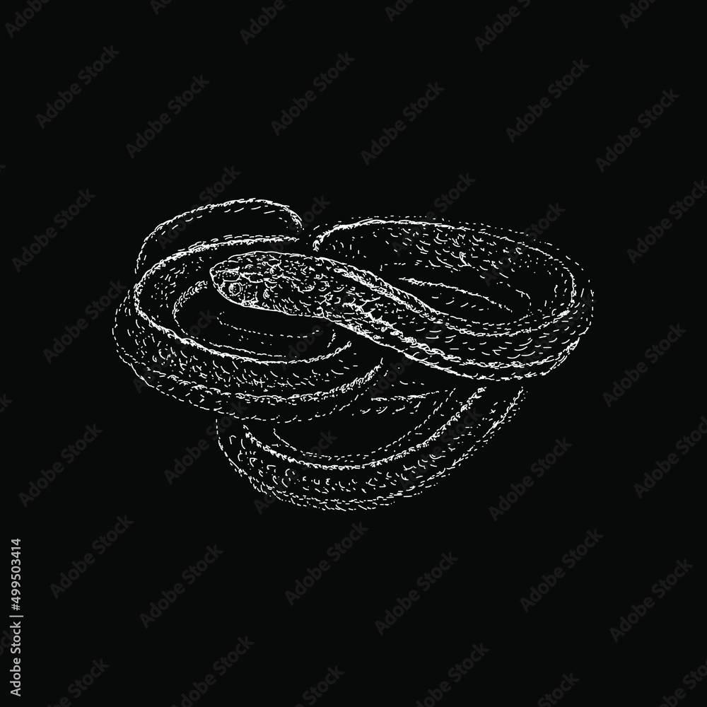 Garter Snake hand drawing vector illustration isolated on white ...