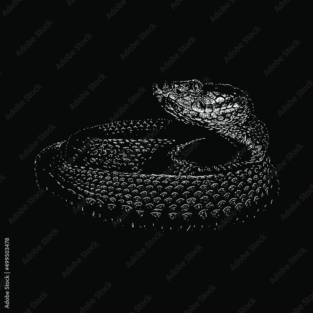 habu snake hand drawing vector illustration isolated on black ...