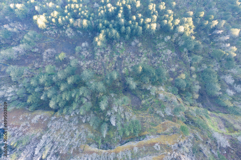 An aerial view shows a healthy forest growing up against a rocky cliff ...