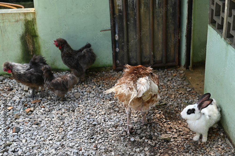 Photos of animals - sheep, deer, rabbits, birds, tortoises, turkeys ...