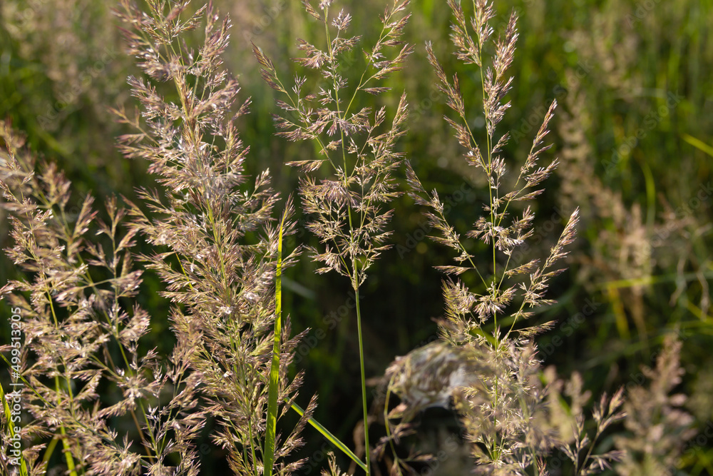 Blooming wild meadow cereals on blurry green background in sunny summer ...