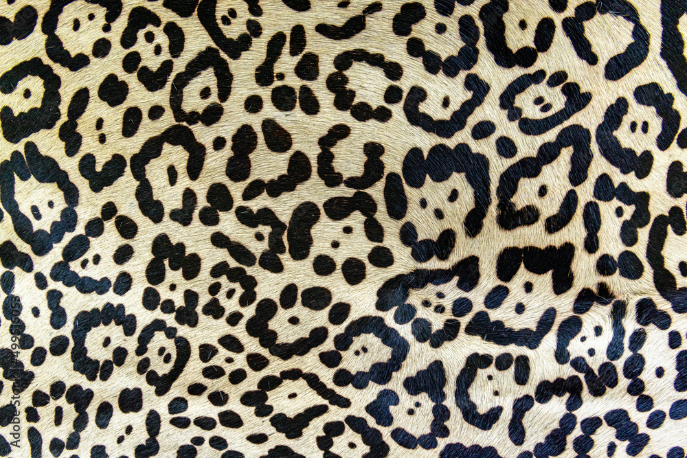 Real skin texture of Leopard seamless pattern abstract feathered ...
