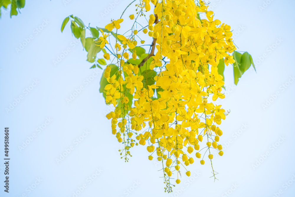 Beautiful of cassia tree, golden shower tree. Yellow Cassia fistula flowers on a tree in spring ...
