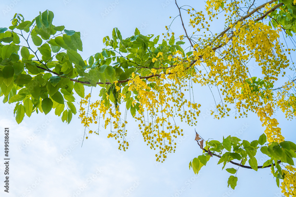 Beautiful of cassia tree, golden shower tree. Yellow Cassia fistula ...