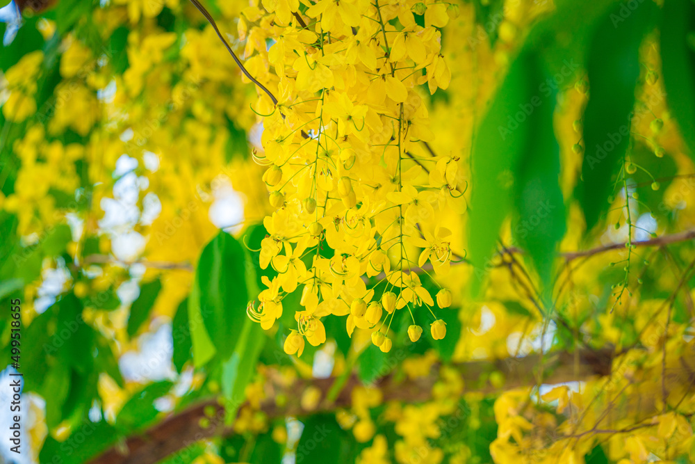 Beautiful of cassia tree, golden shower tree. Yellow Cassia fistula ...