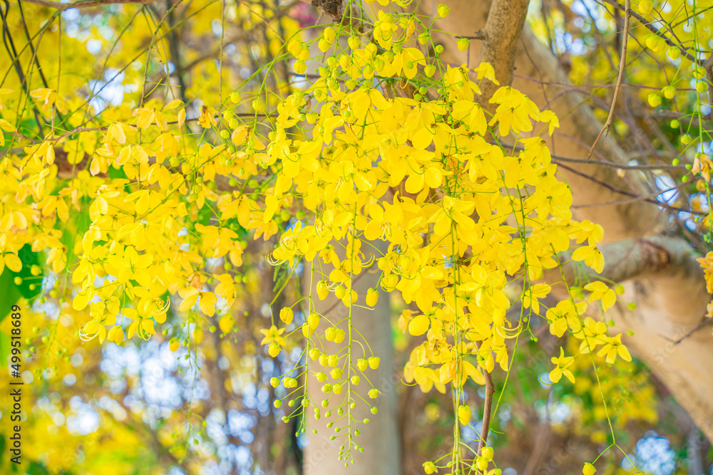 Beautiful of cassia tree, golden shower tree. Yellow Cassia fistula ...