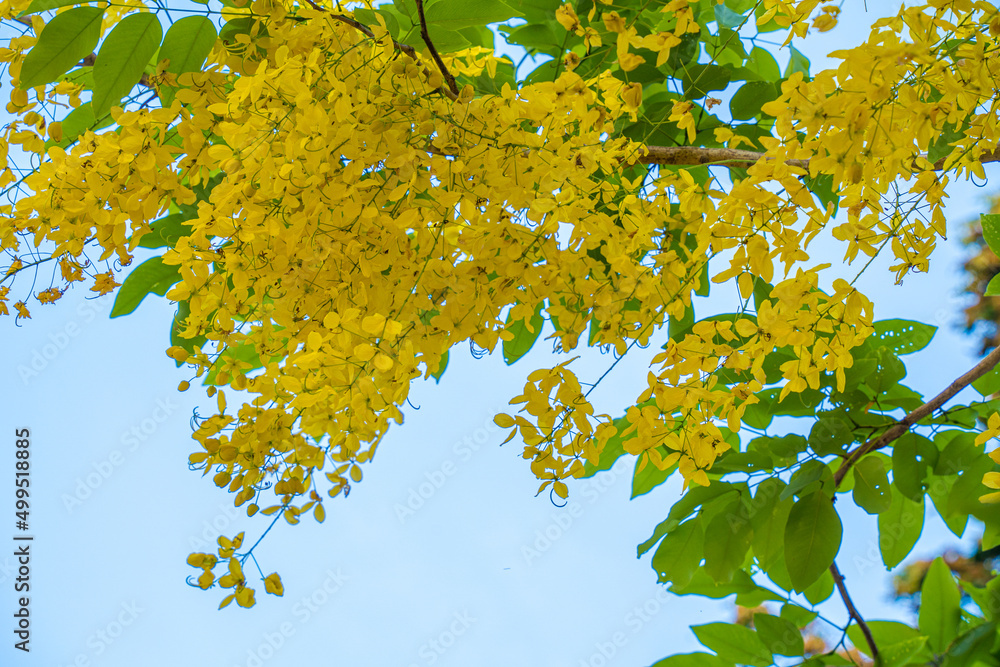 Beautiful of cassia tree, golden shower tree. Yellow Cassia fistula flowers on a tree in spring ...