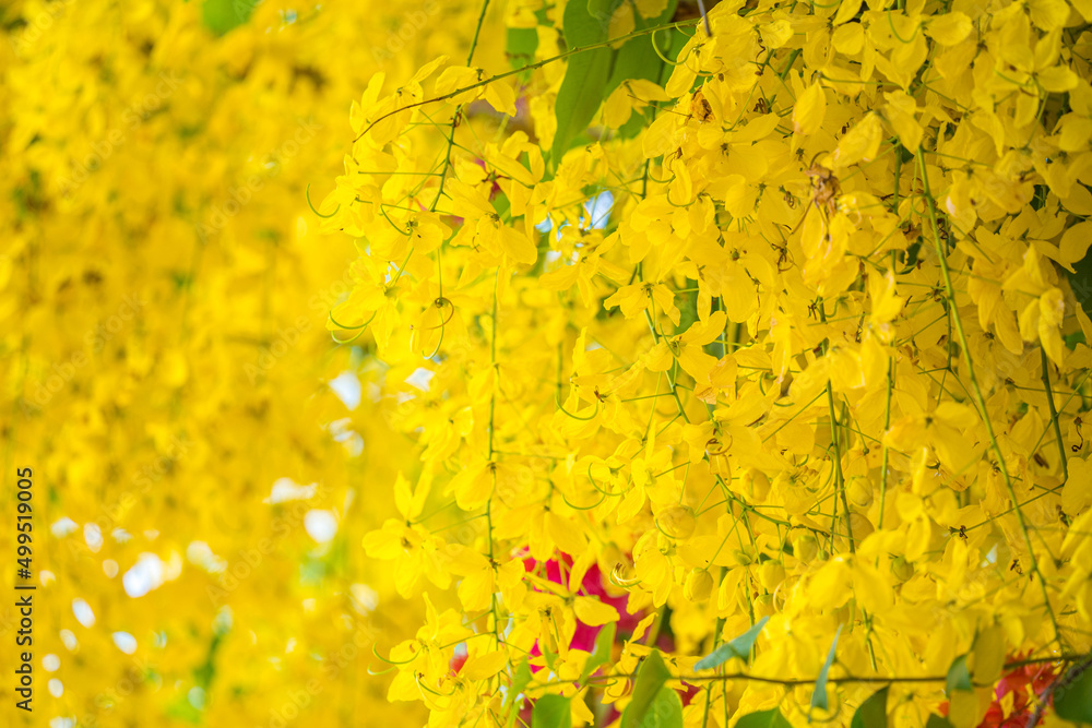 Beautiful of cassia tree, golden shower tree. Yellow Cassia fistula ...