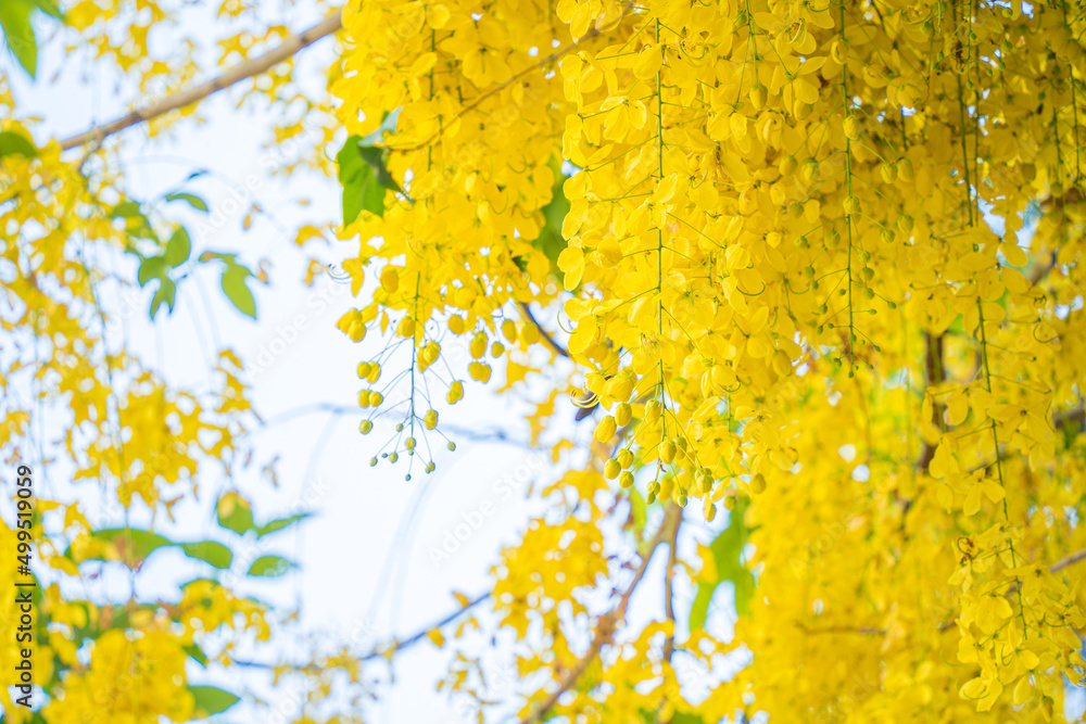 Beautiful of cassia tree, golden shower tree. Yellow Cassia fistula ...