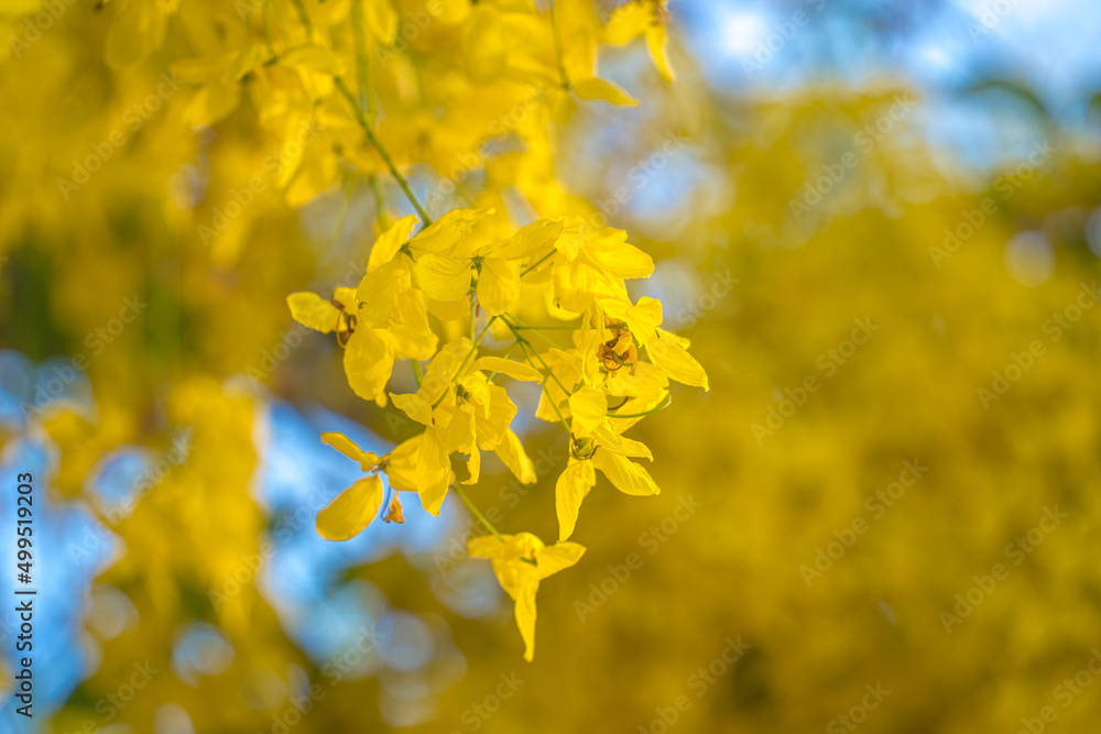 Beautiful of cassia tree, golden shower tree. Yellow Cassia fistula flowers on a tree in spring ...