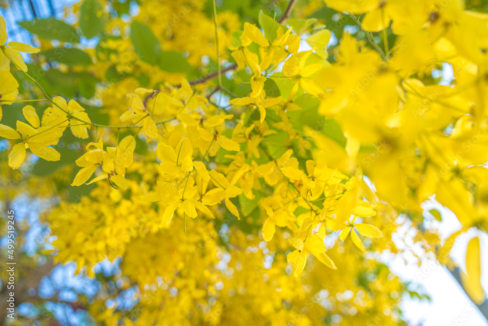 Beautiful of cassia tree, golden shower tree. Yellow Cassia fistula ...