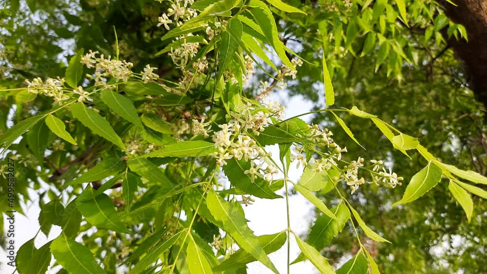 Neem flower in the tree. Its other names Azadirachta indica, nimtree or ...