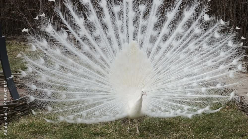 Beautiful white peacock with loose tail in natural environment. Albino ...