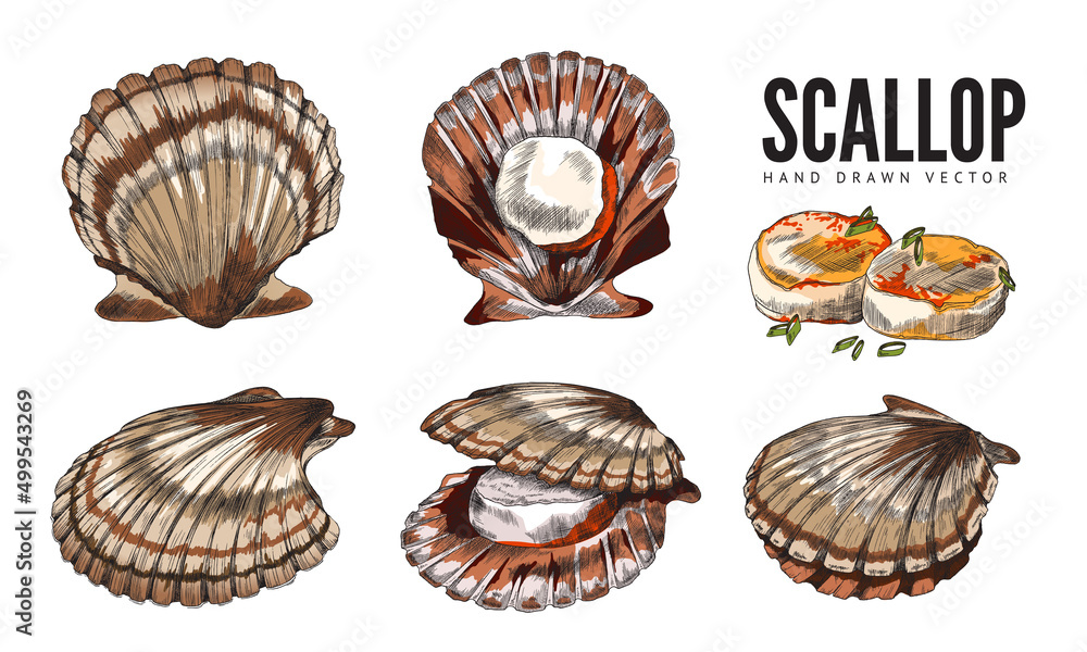 Scallop sea food in colored sketch style, hand drawn vector ...