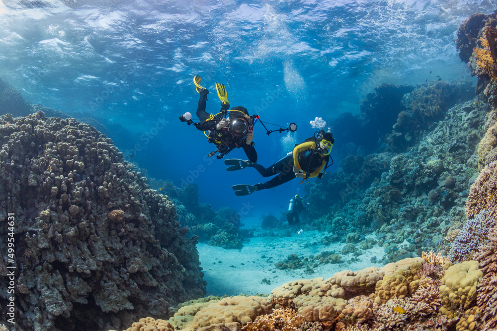 Underwater exploration. Divers dive on a tropical reef with a blue ...