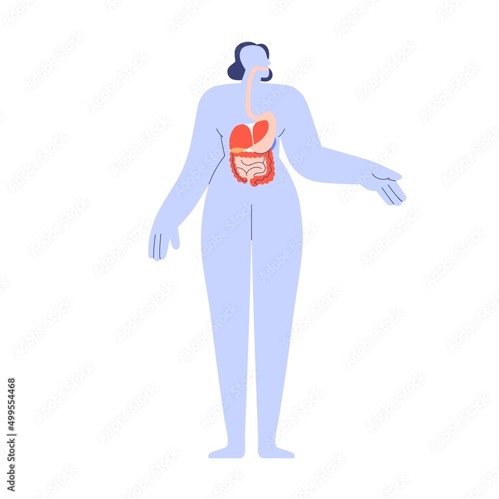 Human digestive system anatomy. Internal digestion organs. Body with ...