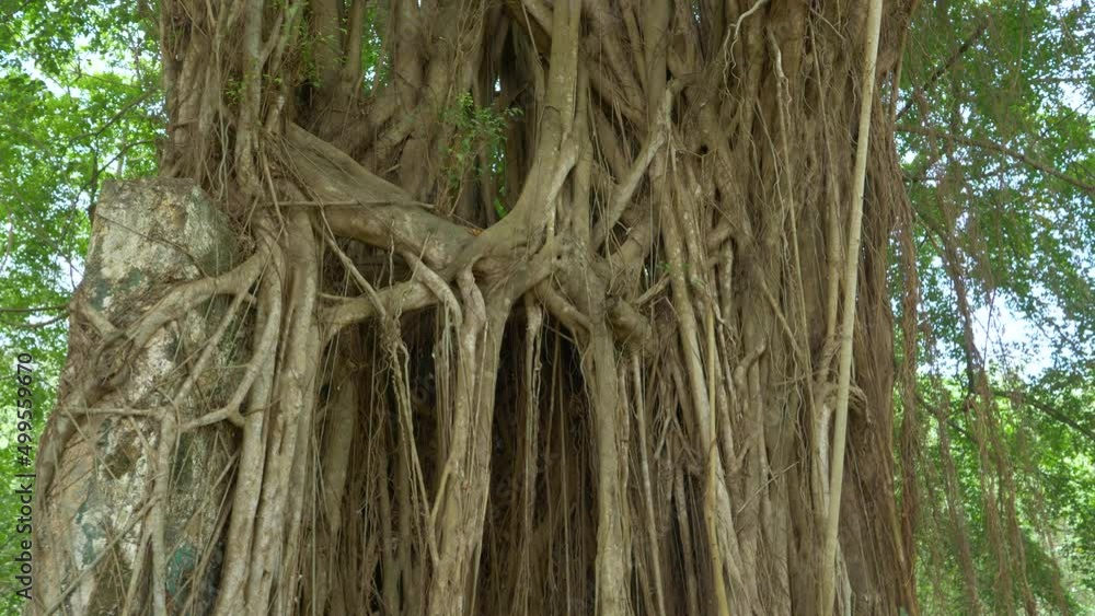 CLOSE UP: Strangler fig rises above other trees in the heart of a ...