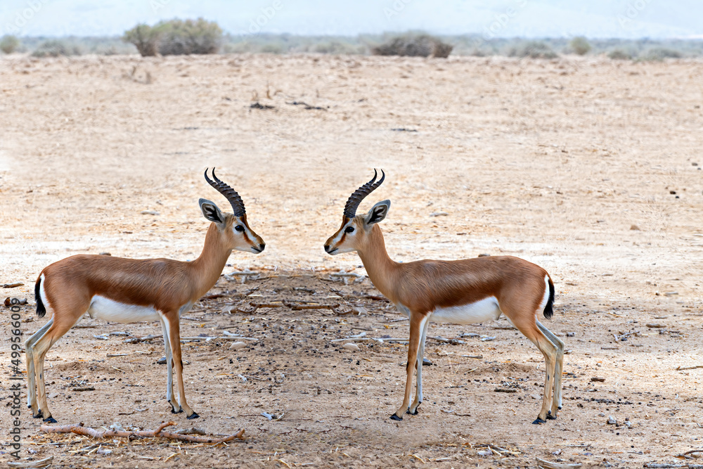 Dorcas gazelle (Gazella dorcas) inhabits nature desert reserves in the Middle East. Expanding ...