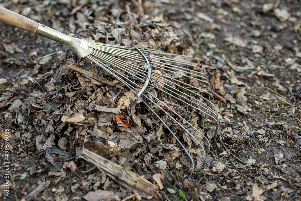 Process of raking dry leaves with a rake. Use leaves as organic organic ...