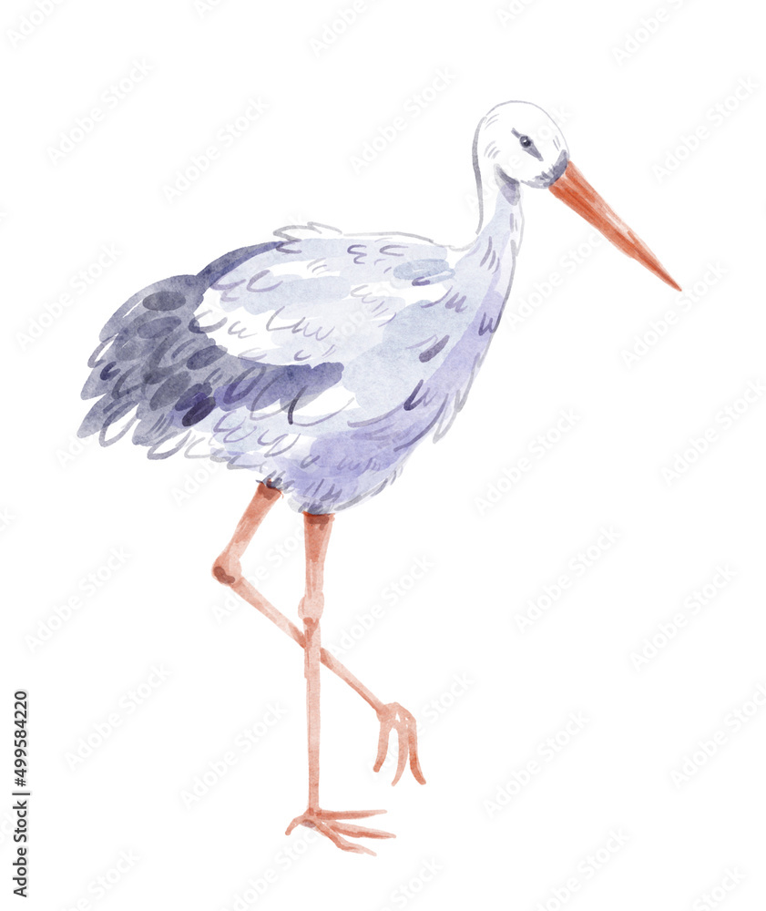 Watercolor illustration of stork. Hand-drawn illustration isolated on ...