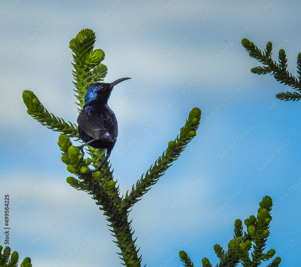 The Palestine sunbird (Cinnyris osea) sitting on a green tree branch ...