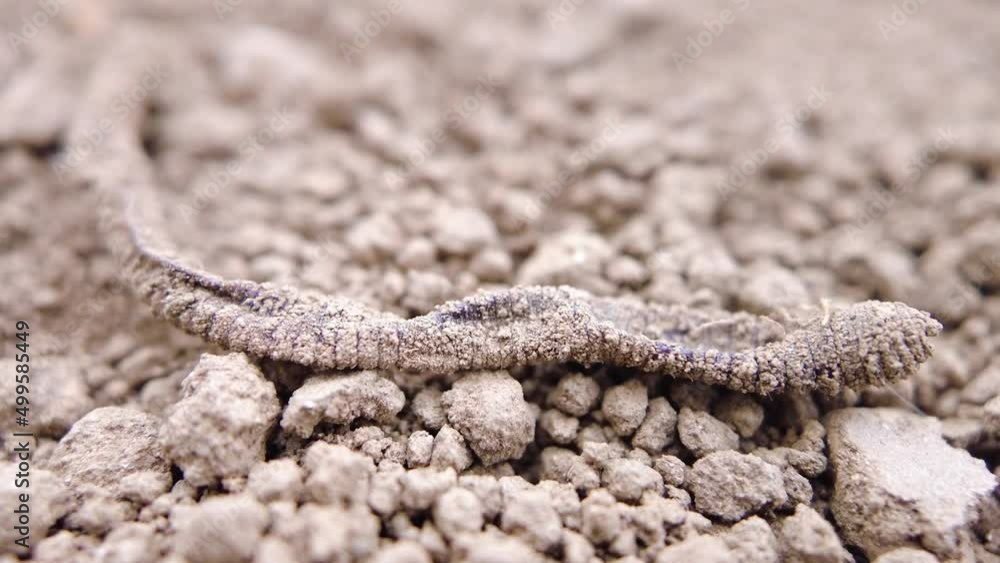 Drought dryness soil global warming earth worm dried out under sun heat ...