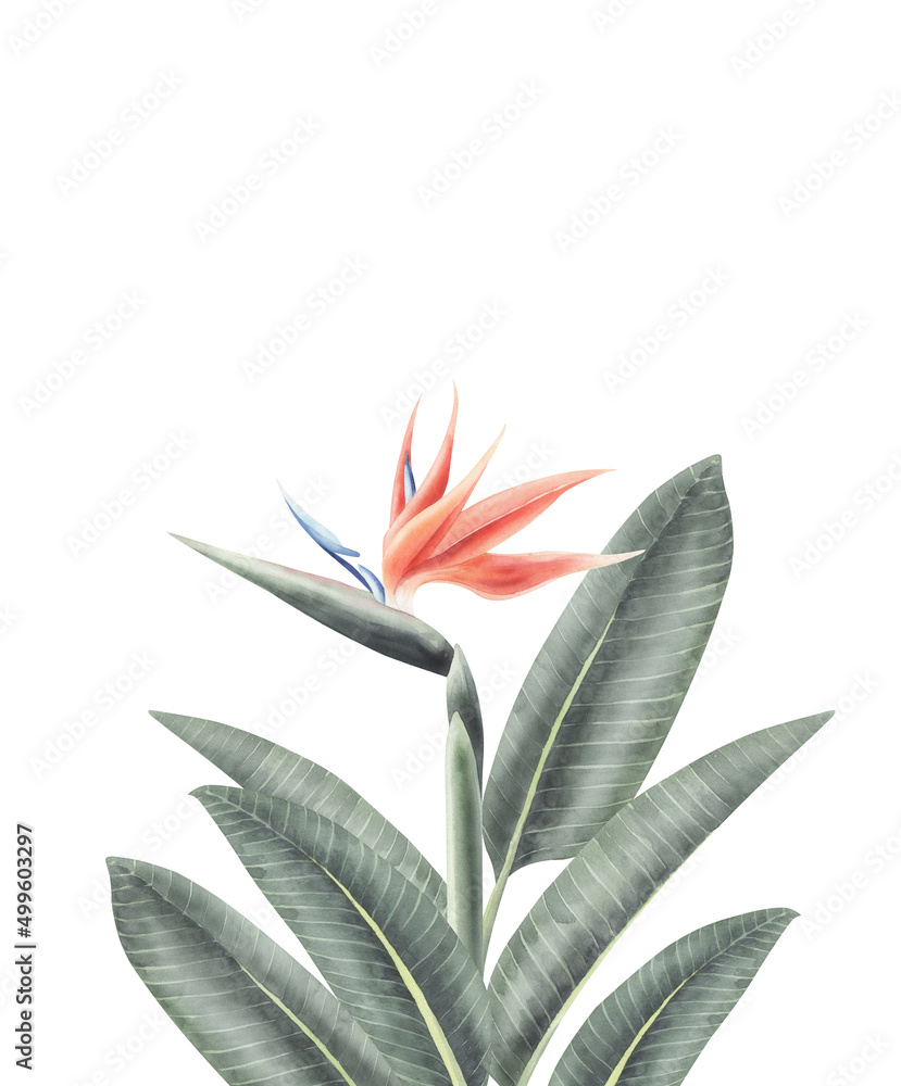 Strelitzia watercolor tropical poster isolated on a transparent ...