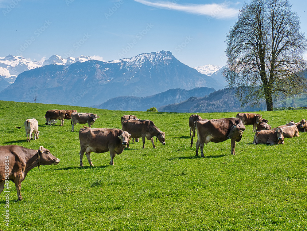 Brown cows of the breed Braunvieh (or Swiss Brown) of a herd in a ...