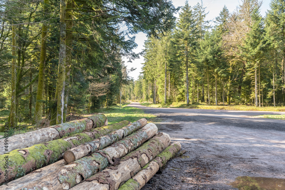 Forêt de sapins dans les Vosges avec sa route forestière et des troncs ...