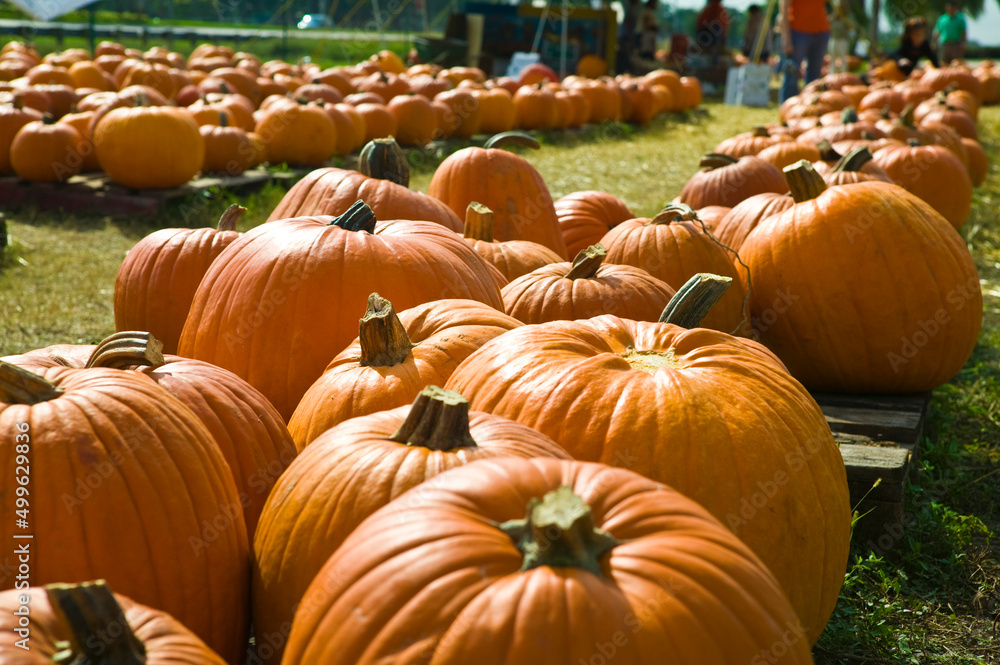 Pumkin sale in the street, Pembroke Pines, Florida, USA Stock Photo ...