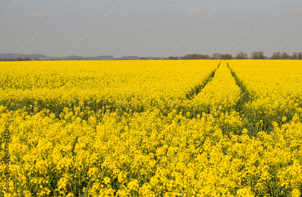 Tractor tracks in a yellow oil seed rape crop field in full bloom in ...
